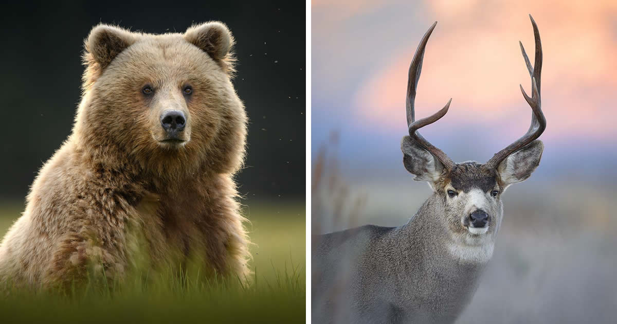 25-Year-Old Wildlife Photographer Isaac Spotts Captures Nature's Most ...