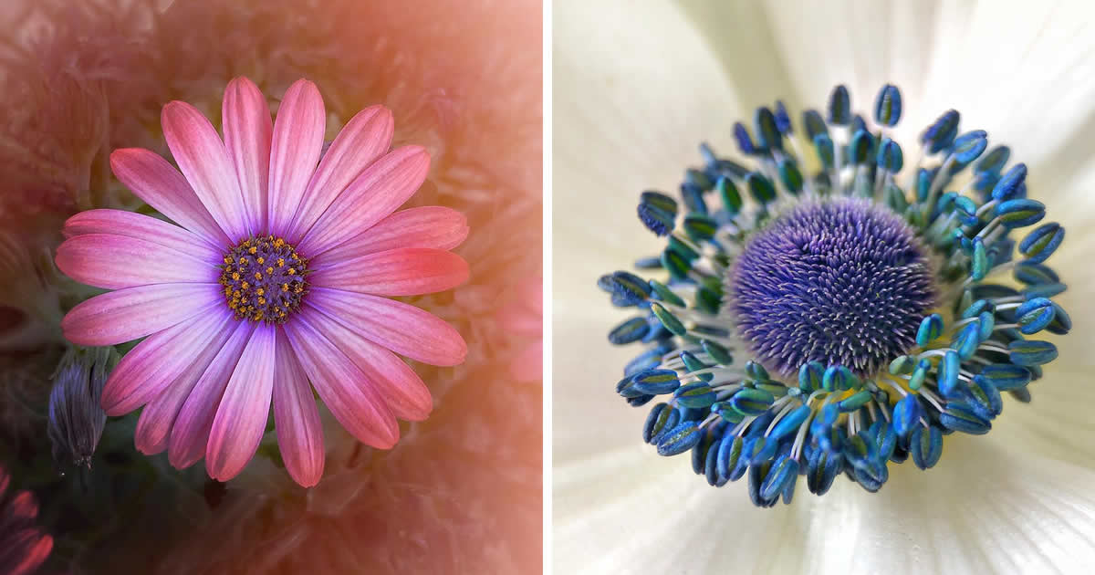 25 Enchanting Flower Photos Captured by Charne That Showcase Nature’s ...