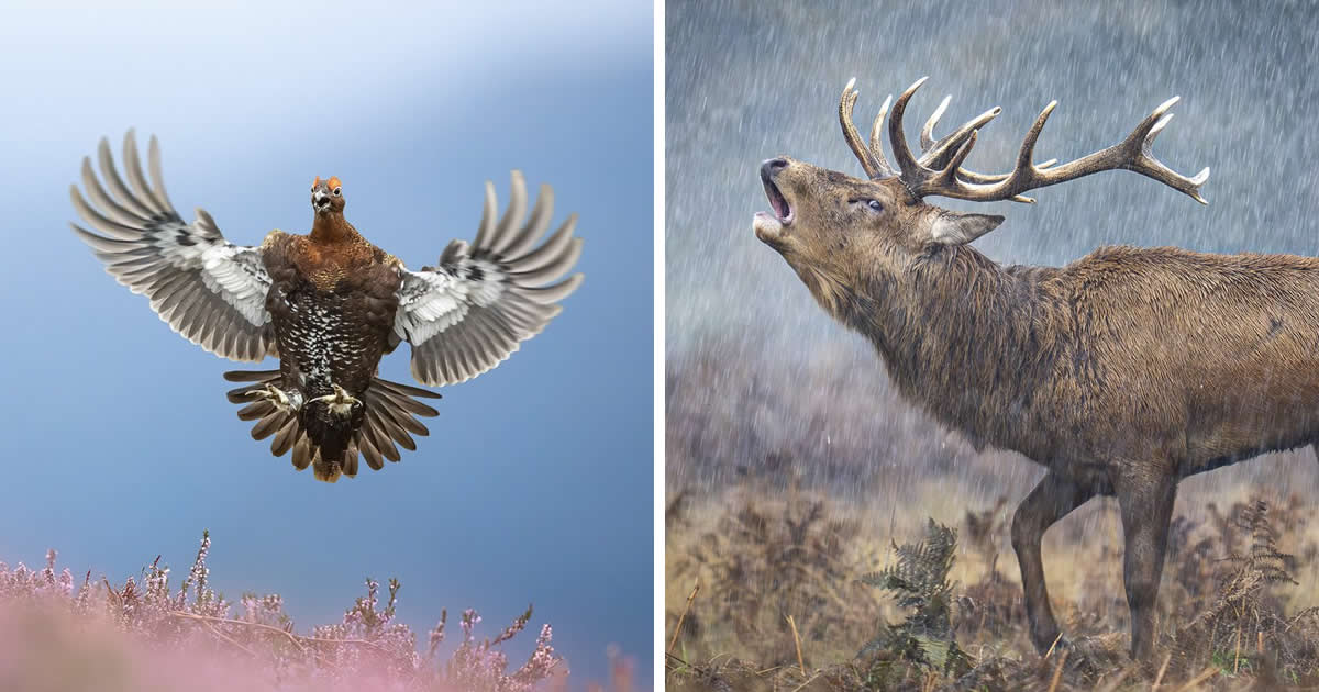 20 Remarkable Winning Photos from the 2025 British Wildlife Photography ...