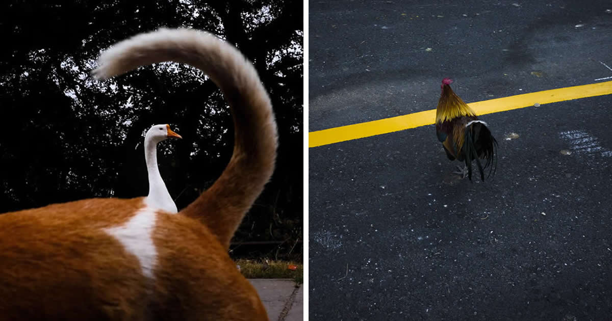 Juxtaposition Tips That Will Elevate Your Street Photography