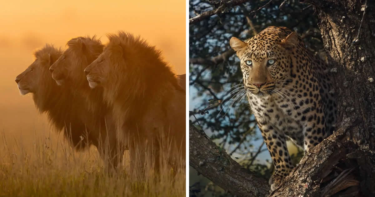 20 Remarkable Landscape and Wildlife Winning Photos from the 2024 ...