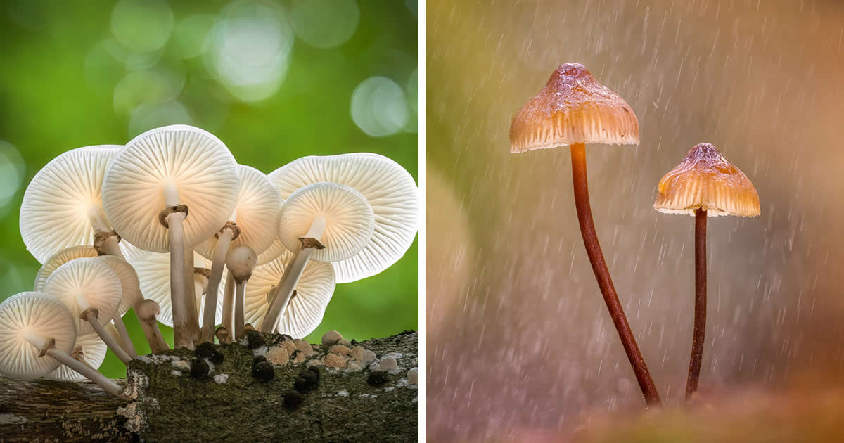 20 Stunning Winners Showcasing the Magic of Fungi in the Garden ...