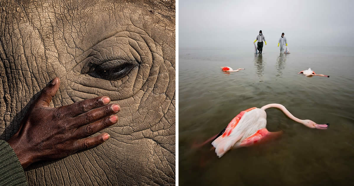15 Award-Winning Powerful Photos That Highlight Environmental Beauty ...
