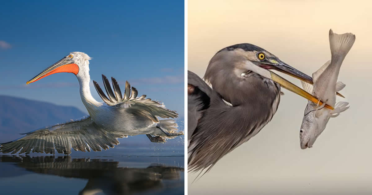 Feathers in Focus: 20 Award-Winning Bird Photos from SINWP Photographer ...