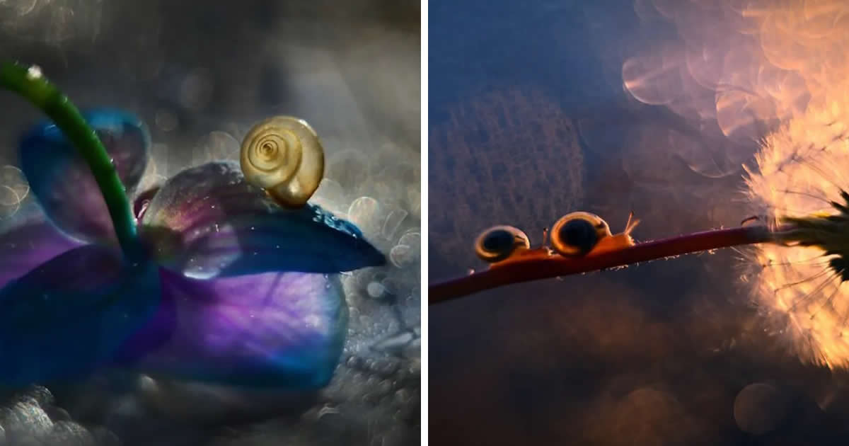 25 Mesmerizing Sun-Kissed Snail Photos Captured by Photographer ...