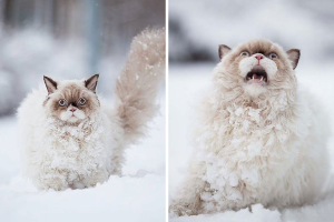 25 Adorable Animal Reactions to First-Time Experiences That Capture ...