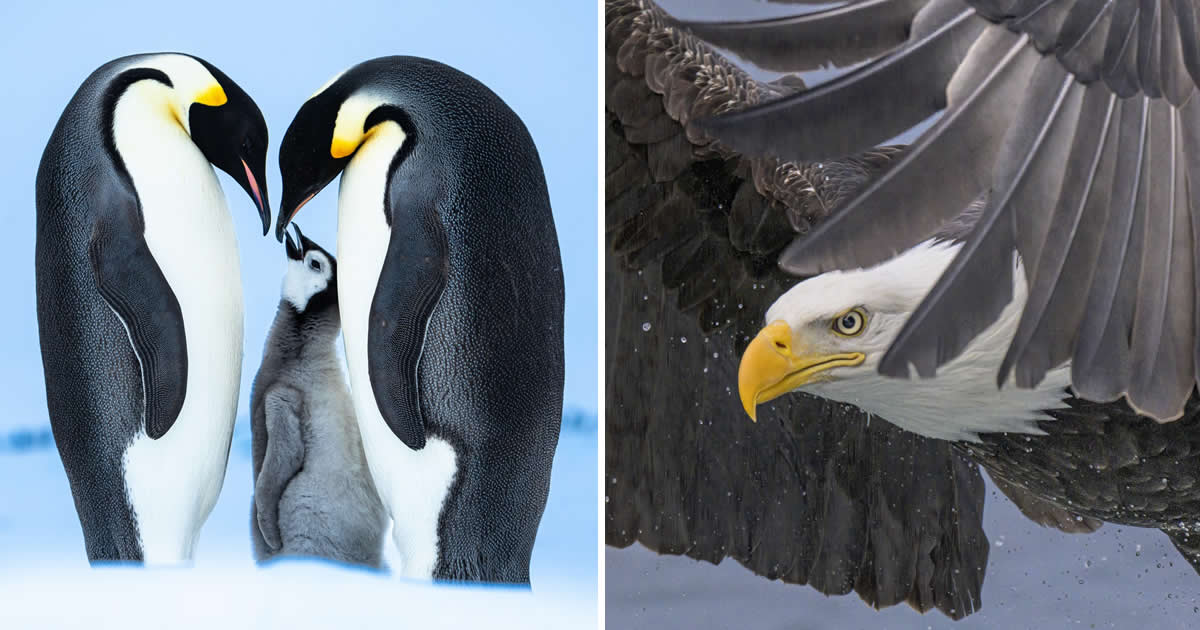 25 Spectacular Wildlife Winners from the 1839 Photographer of the Year ...