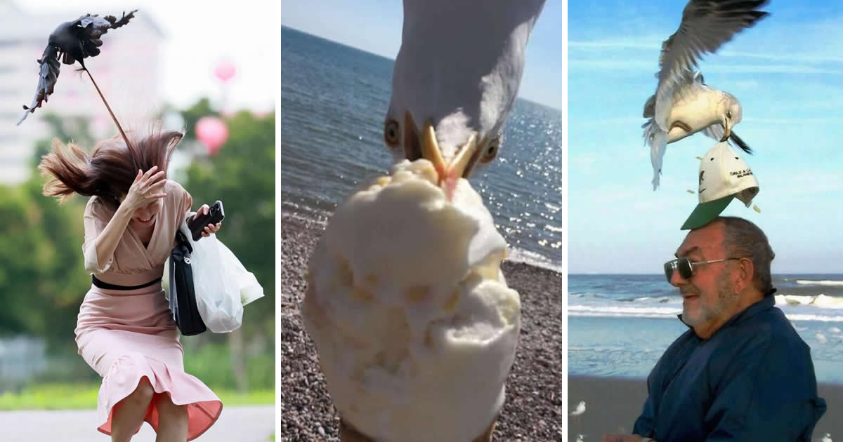 25 Perfectly Timed Photos That Capture the Exact Moment Before Chaos ...