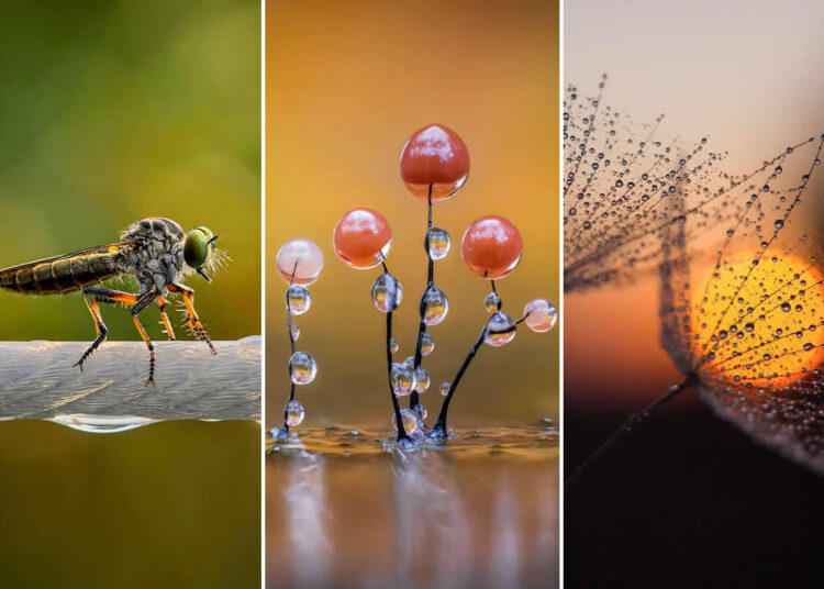 Nature Photographer Jan Wegener Captures Artistic Bird Photos In Their ...