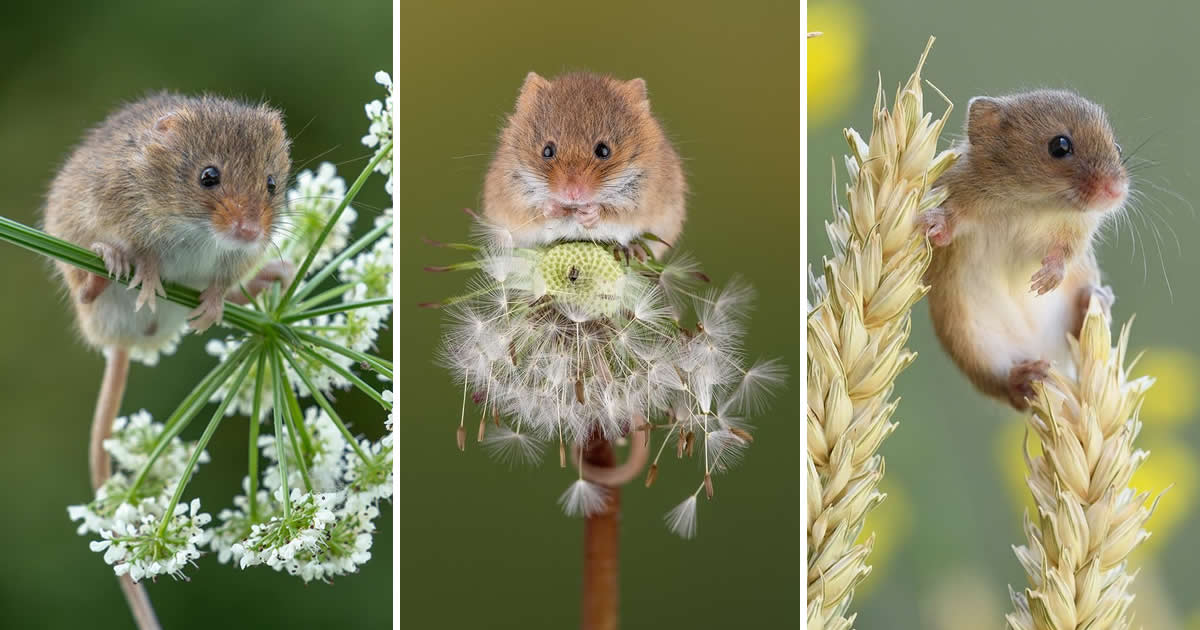 30 Adorable Photos of Harvest Mice by Dean Mason That Will Melt Your ...