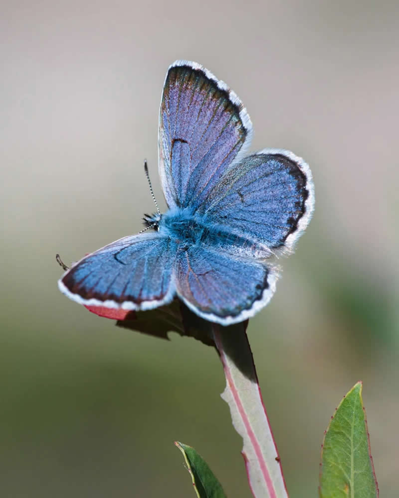30 Delicate Macro Butterfly Photos by Teppo Salmela Celebrating the ...