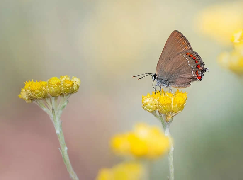 30 Delicate Macro Butterfly Photos by Teppo Salmela Celebrating the ...