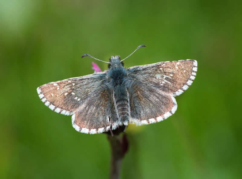 30 Delicate Macro Butterfly Photos by Teppo Salmela Celebrating the ...