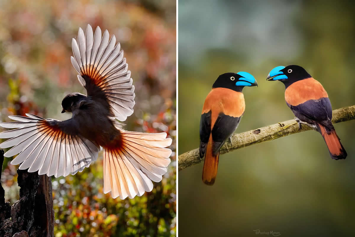 35 Enchanting Bird Photos That Whisper Nature’s Quiet Magic Through ...
