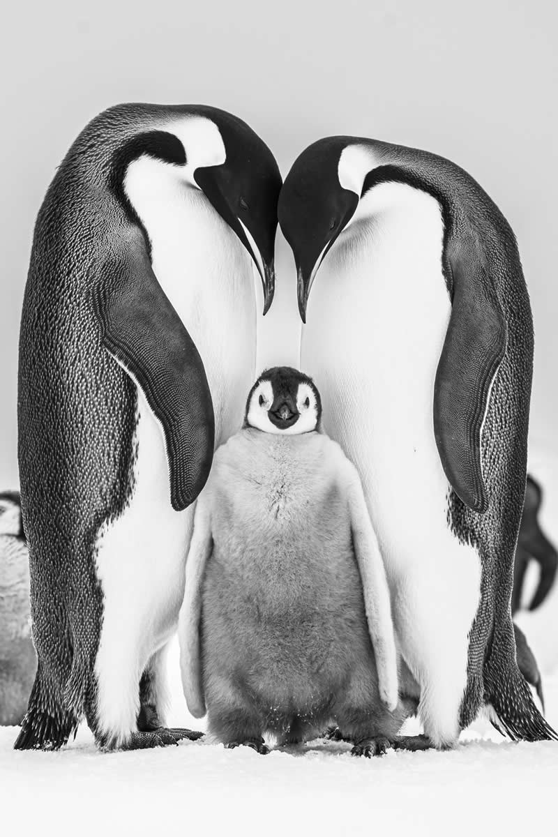 30 Powerful Black & White Nature Photos from the 2025 One Exposure ...