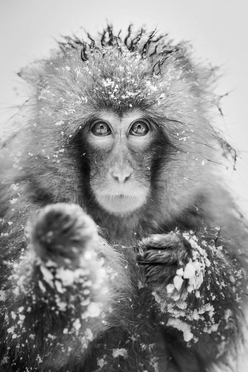 30 Powerful Black & White Nature Photos from the 2025 One Exposure ...