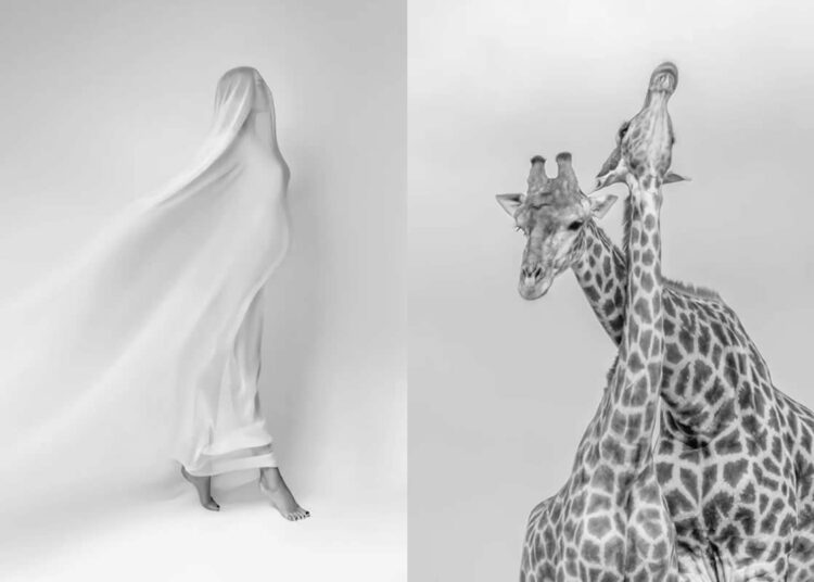 Nature Photographer Jan Wegener Captures Artistic Bird Photos In Their ...