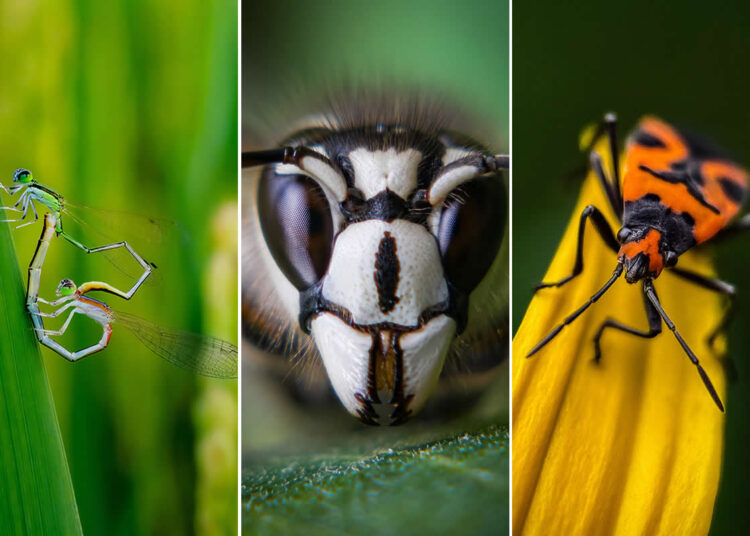 Nature Photographer Jan Wegener Captures Artistic Bird Photos In Their ...