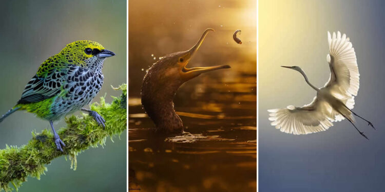 Mastering Bird Photography: 30 Stunning Photos That Teach You to Shoot ...